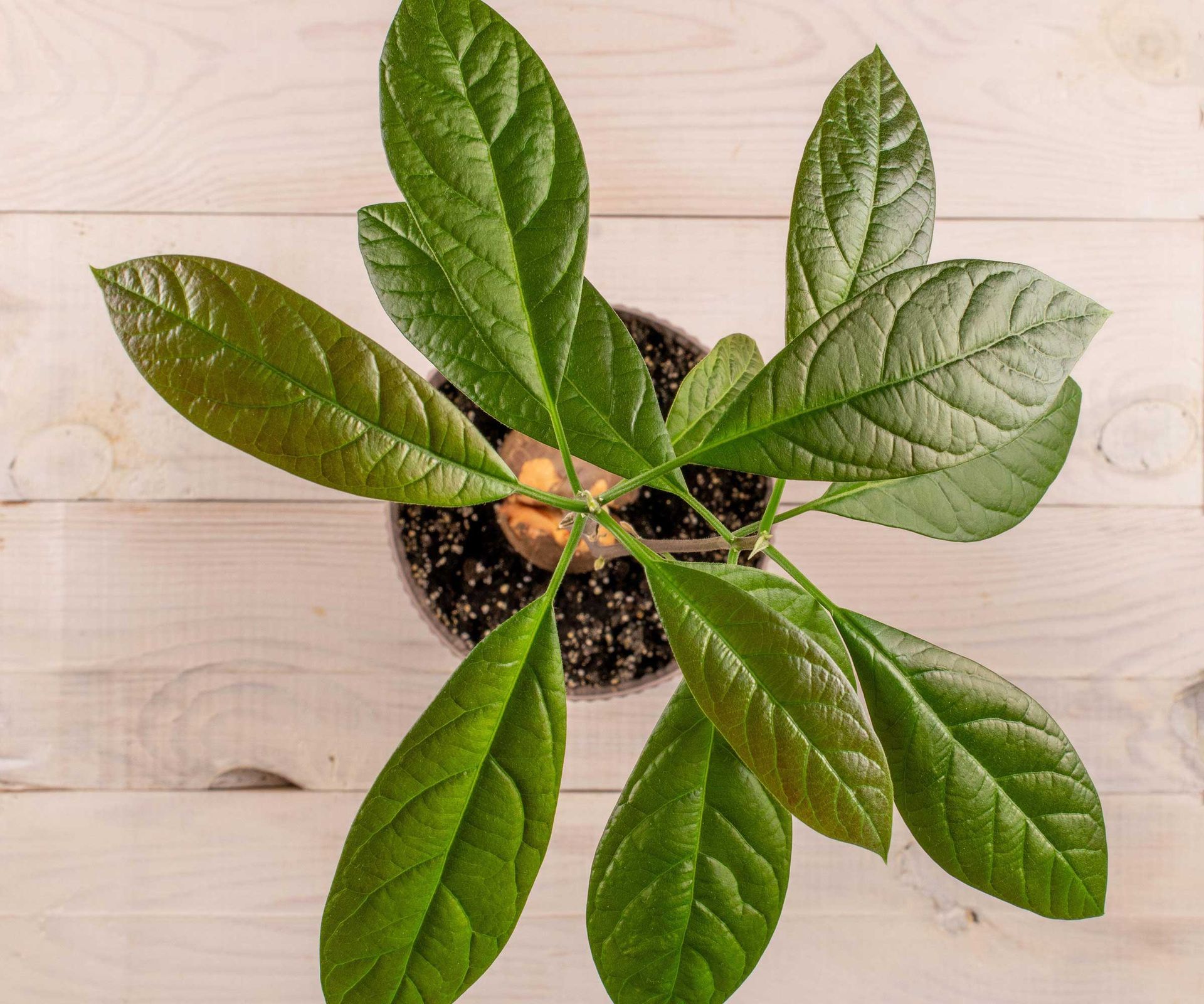 How to prune avocado trees: top tips for healthy houseplants | Homes ...