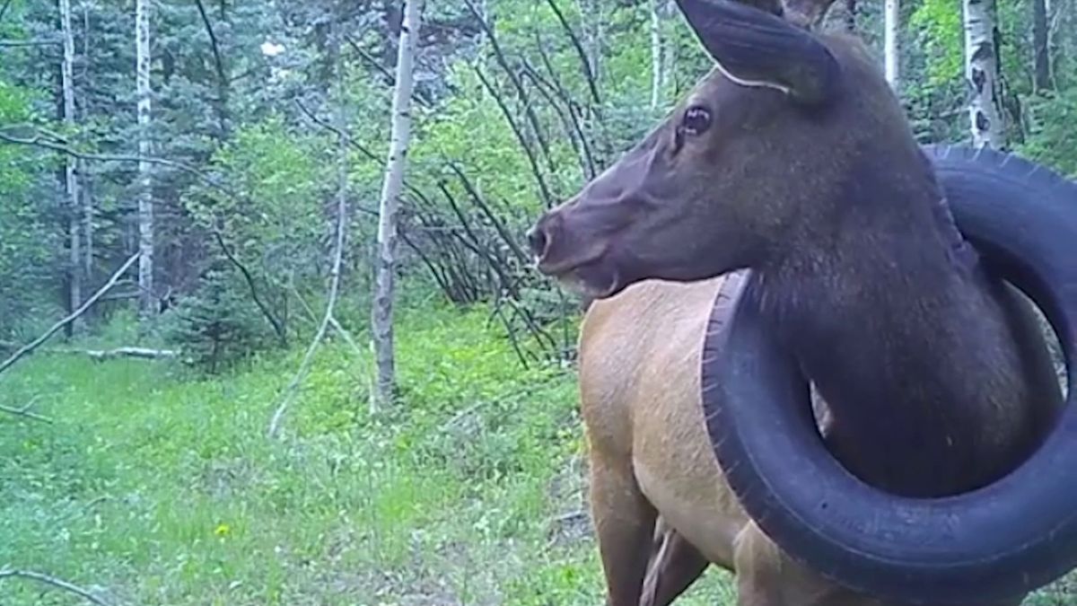 Elk finally liberated from car tire stuck around its neck for 2 years ...