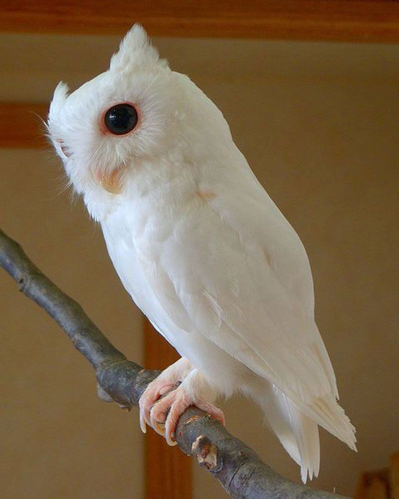 The pink and white album: Amazing albino animals | Live Science