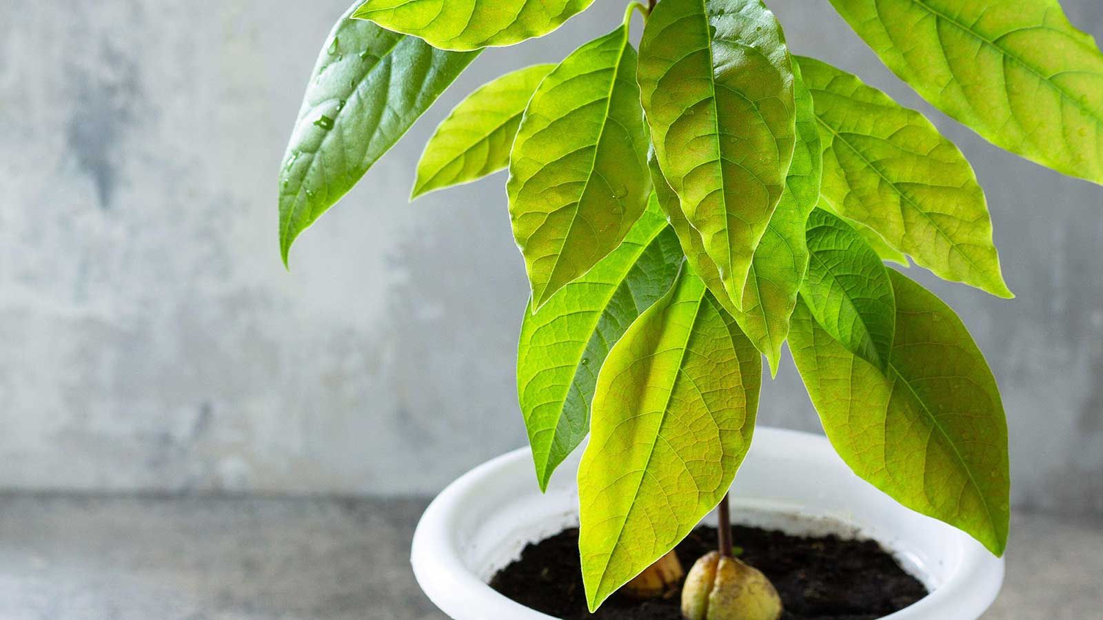 How to prune avocado trees: top tips for healthy houseplants | Homes ...