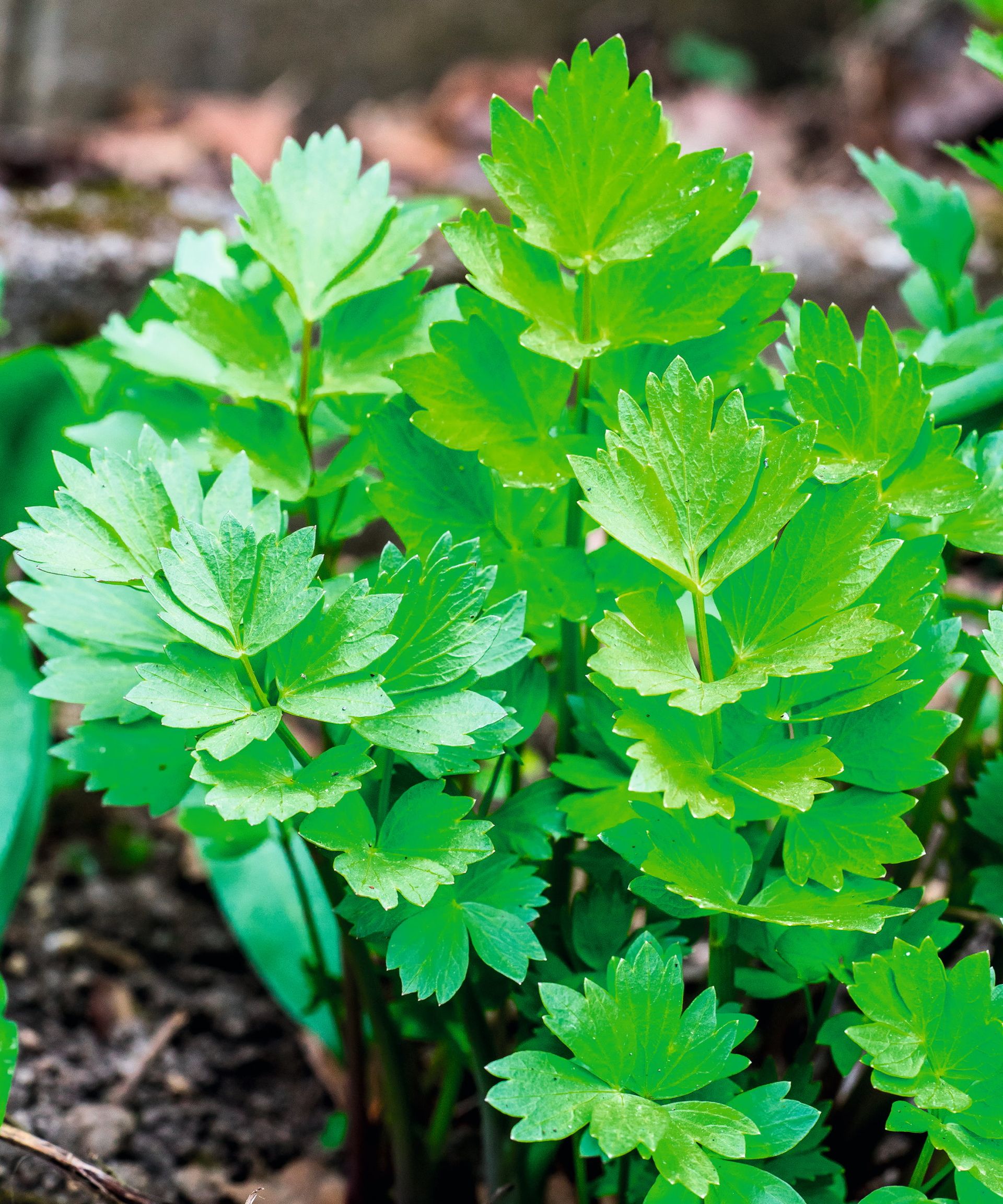 How to grow lovage - a guide to growing the perennial herb | Homes and ...