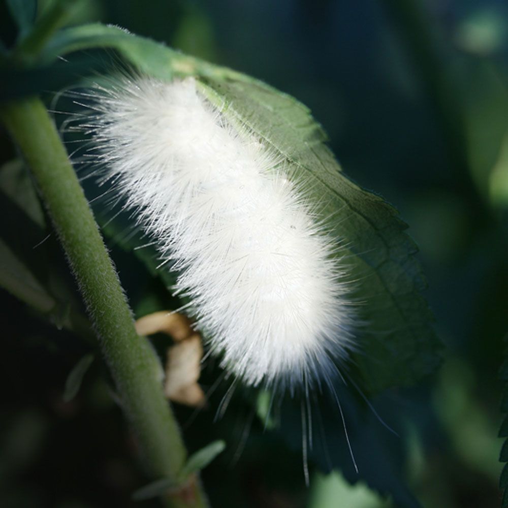 'Tis the Season: Gallery of Festive Insects | Live Science