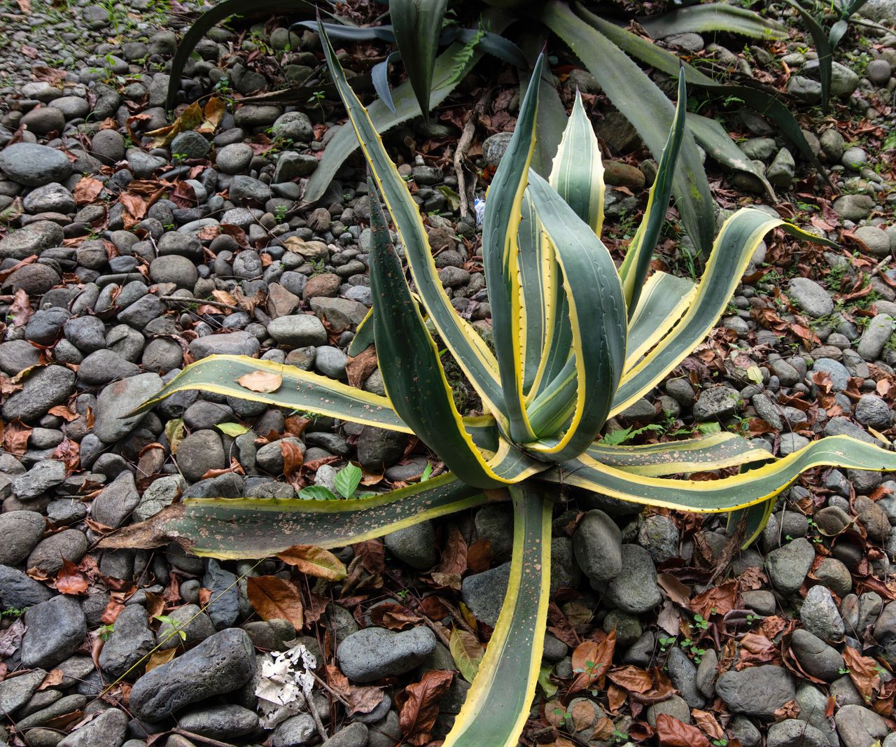 Best agave varieties: 10 plants to bring drama to your yard | Homes and ...
