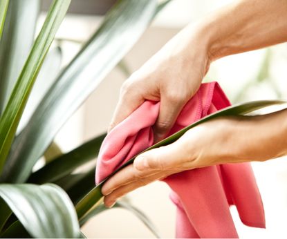 Can houseplants reduce dust in your home? | Homes and Gardens