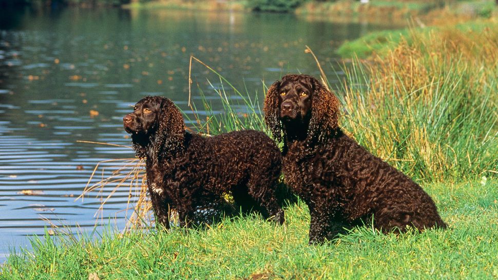 32 things to know about American water spaniels | PetsRadar
