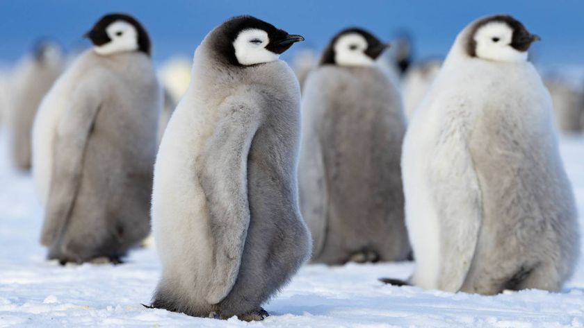 Penguin Town: Netflix release date, trailer, what happens | What to Watch