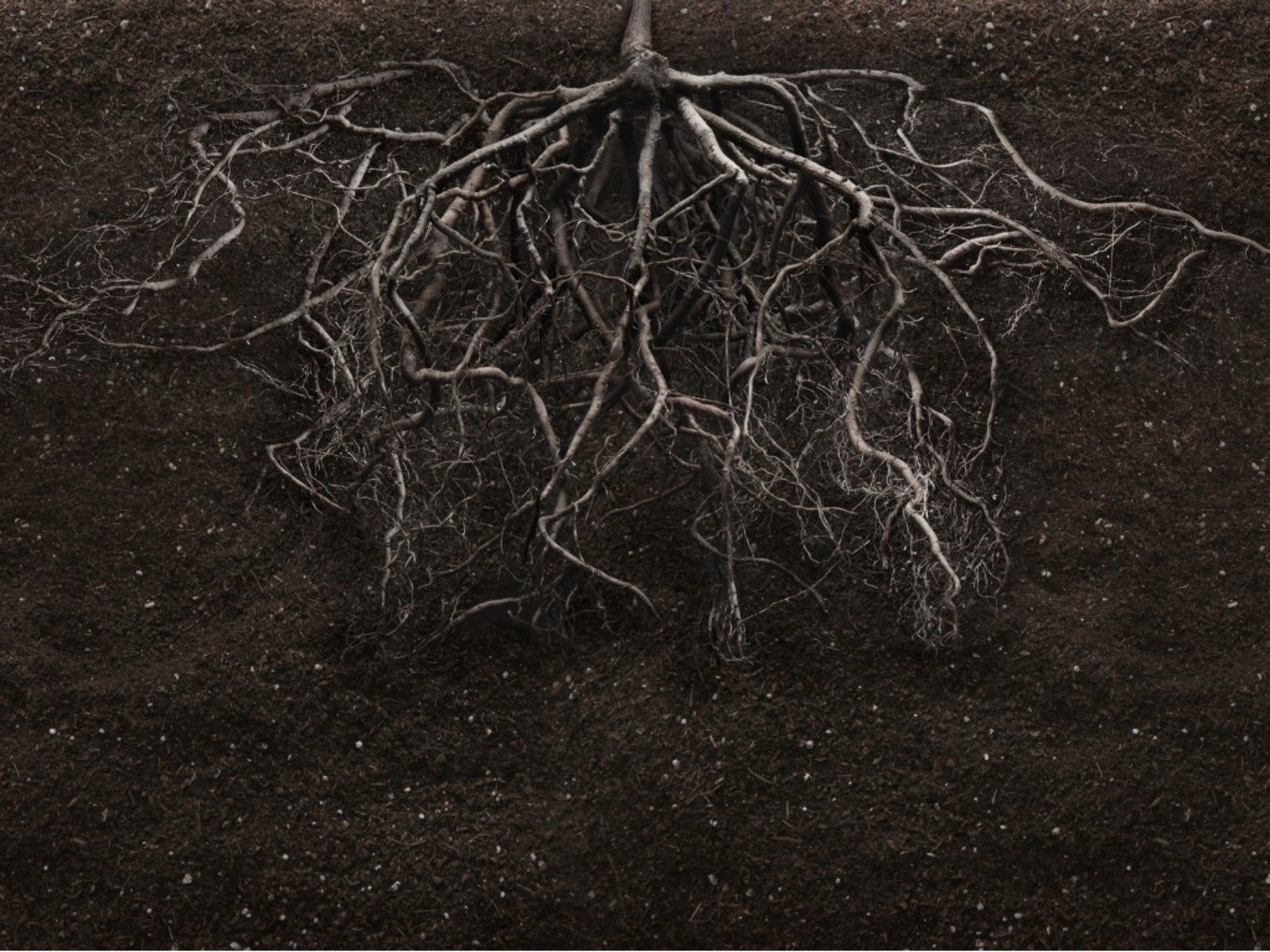 Roots In Plants: How Do Plants Grow From Roots | Gardening Know How
