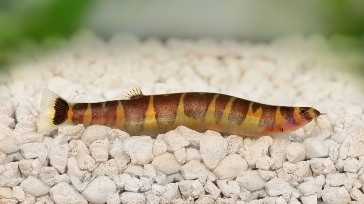 Types of freshwater fish for pets you can keep at home | PetsRadar