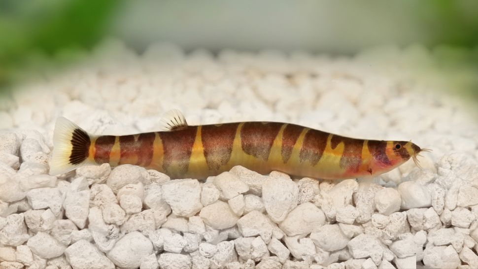 Types of freshwater fish for pets you can keep at home | PetsRadar