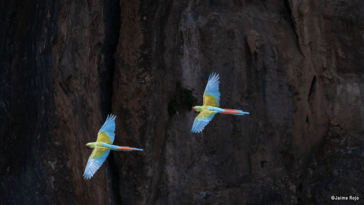 WildPhotos 2024 is a new wildlife photography event coming to the UK ...