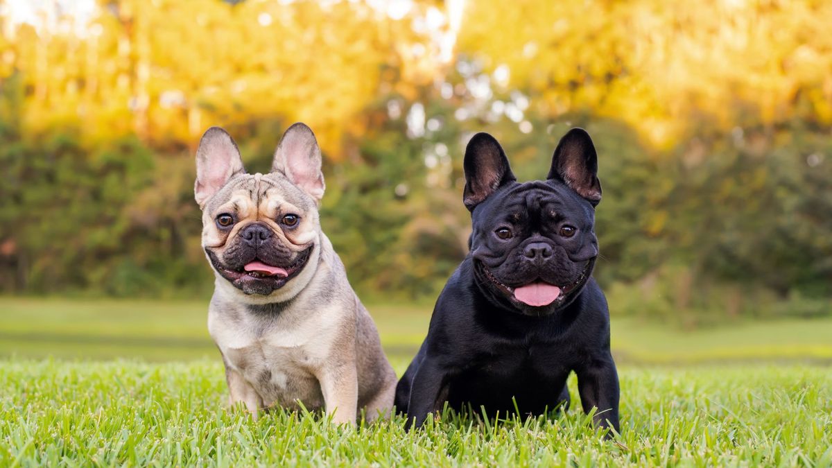 Best family dog breeds for families of all shapes and sizes | PetsRadar