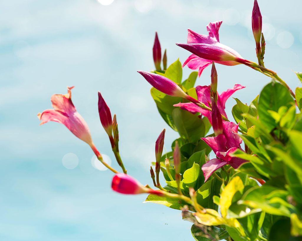 How to grow jasmine: expert tips on growing this scented climber ...