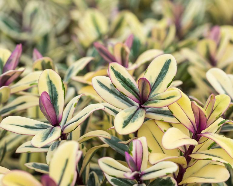 Best garden shrubs: 10 varieties to plant in your yard | Gardeningetc