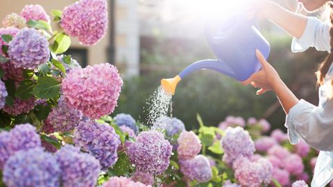 How to winterize hydrangeas and help them flourish in 2025 | Tom's Guide