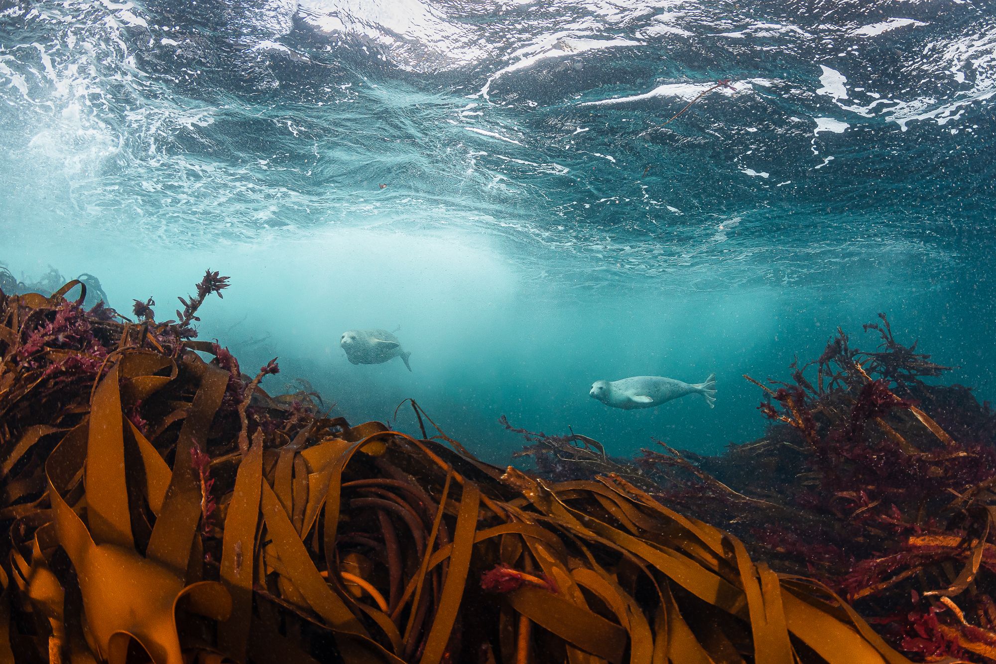 These incredible underwater shots were all taken on the shores of the ...