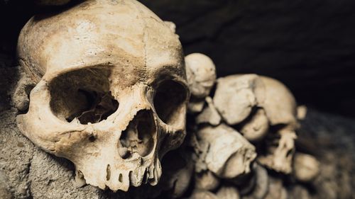 Which came first: viruses or bacteria? | Live Science