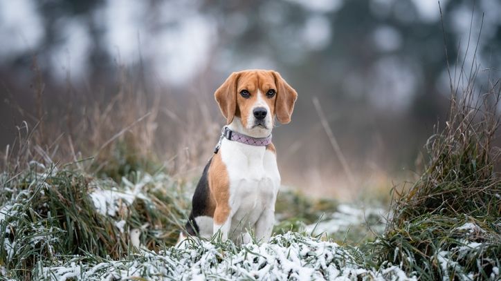 32 of the best outdoor dog breeds | PetsRadar