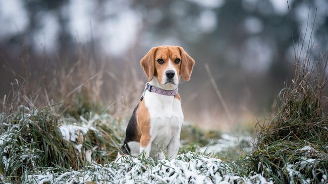 32 of the best outdoor dogs | PetsRadar