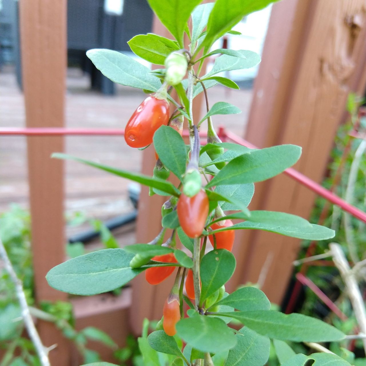 How to grow goji berries for delicious, vitamin-rich harvests | Ideal Home