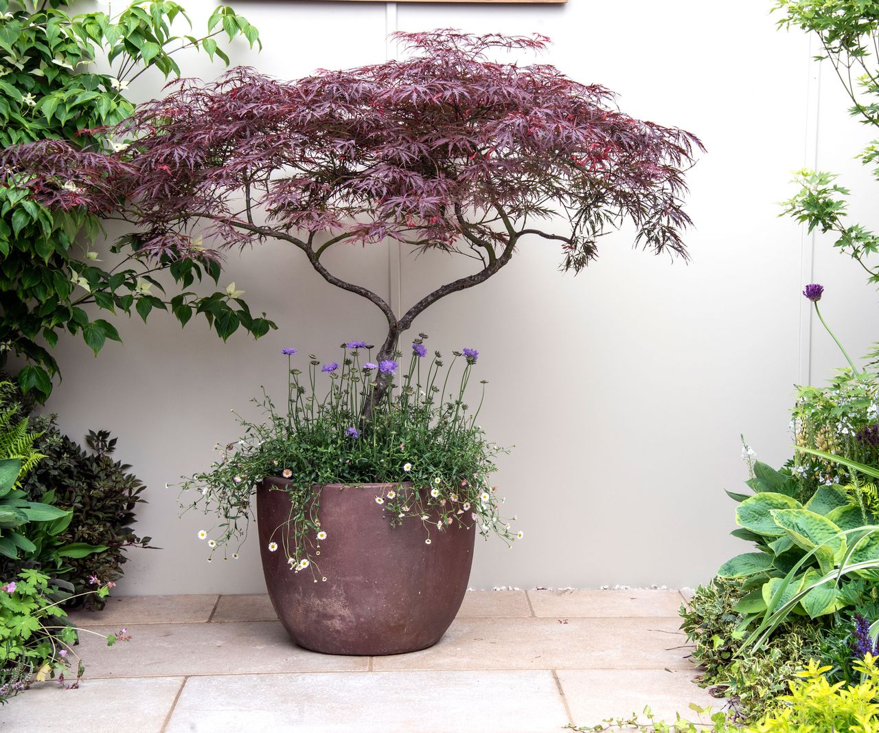 5 small trees that thrive on neglect: for a fuss-free garden | Homes ...