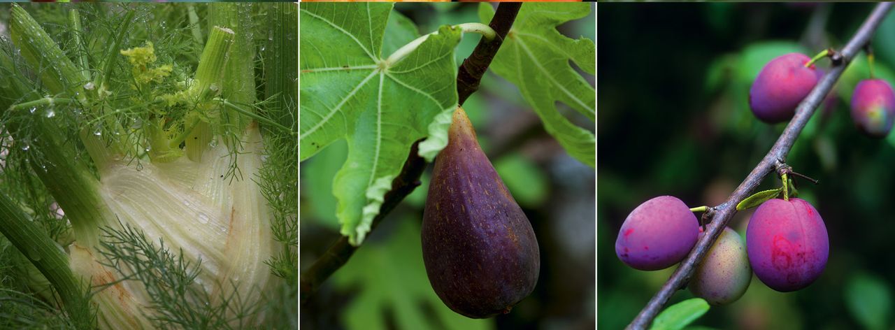 Organic gardening: how to create a successful organic garden | Real Homes