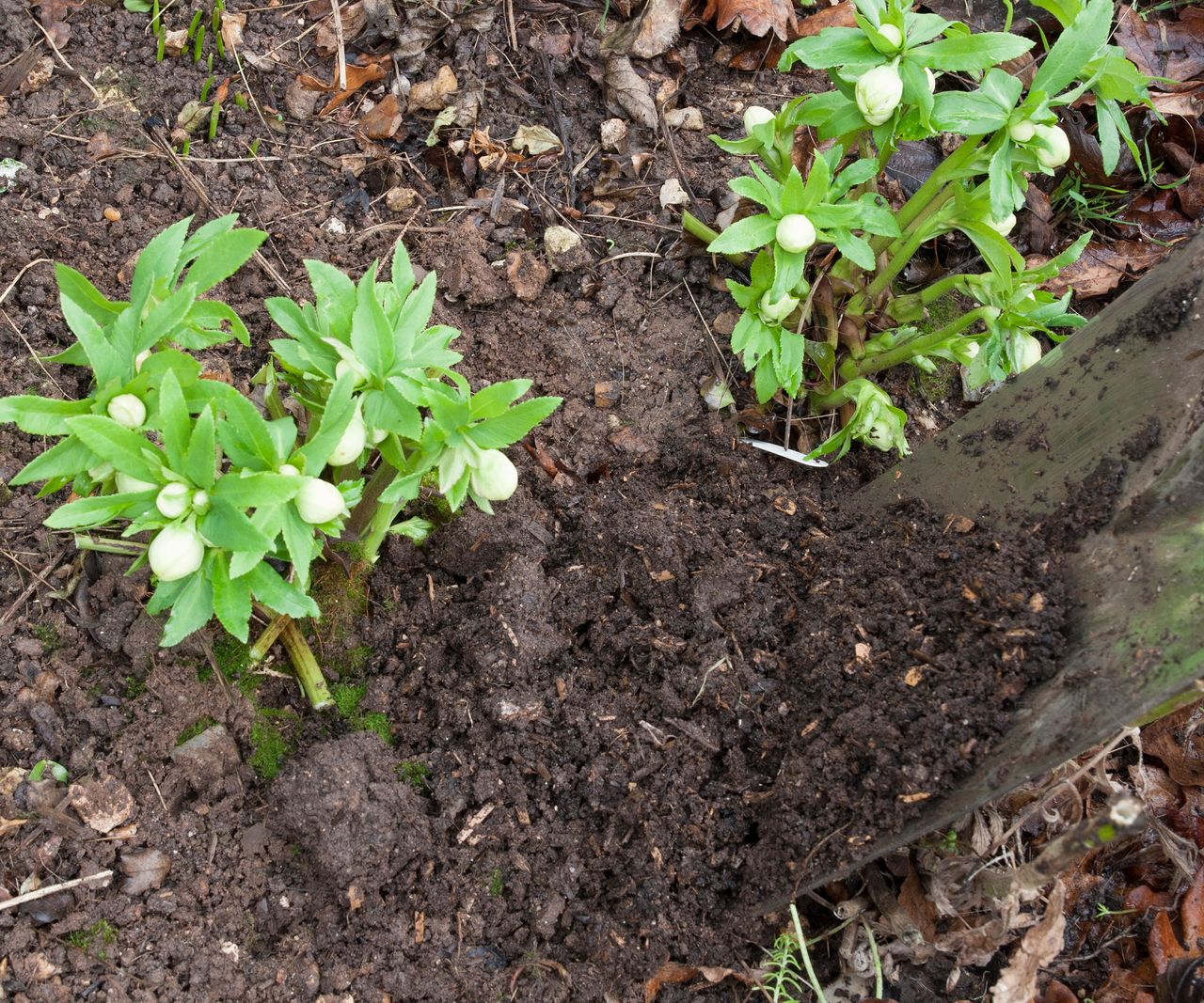 Hellebores care and growing guide: tips for these plants | Homes and ...