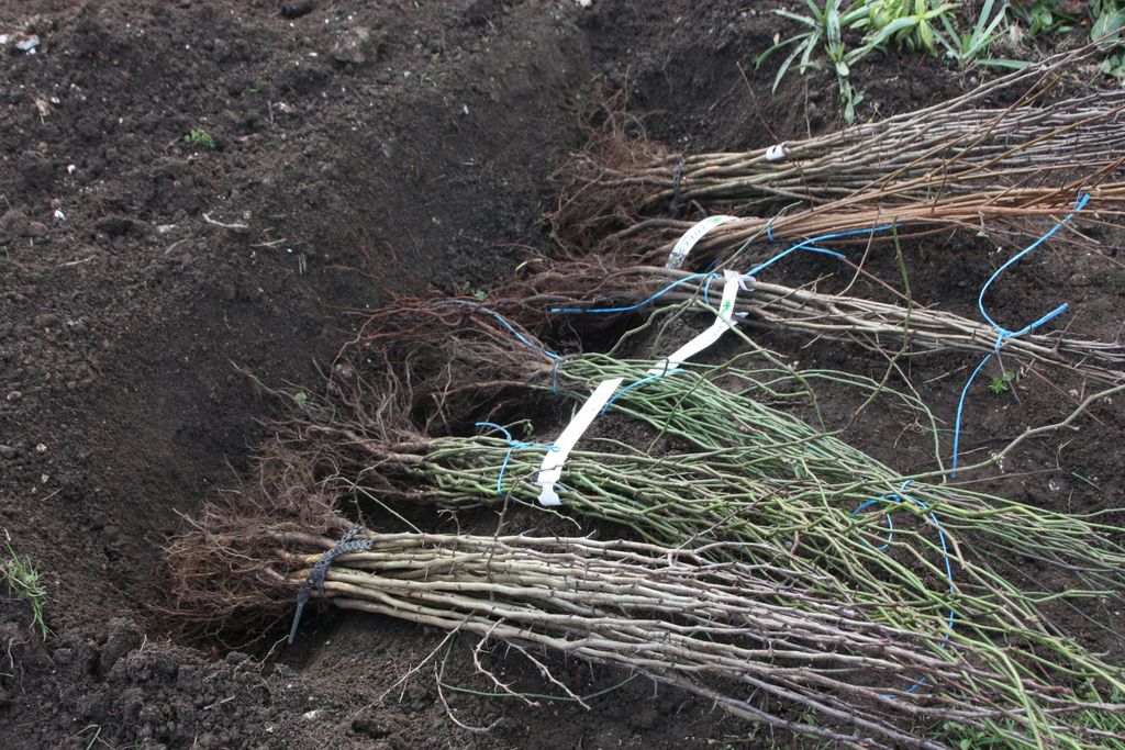 How to plant bare root plants: follow our expert tips for success ...