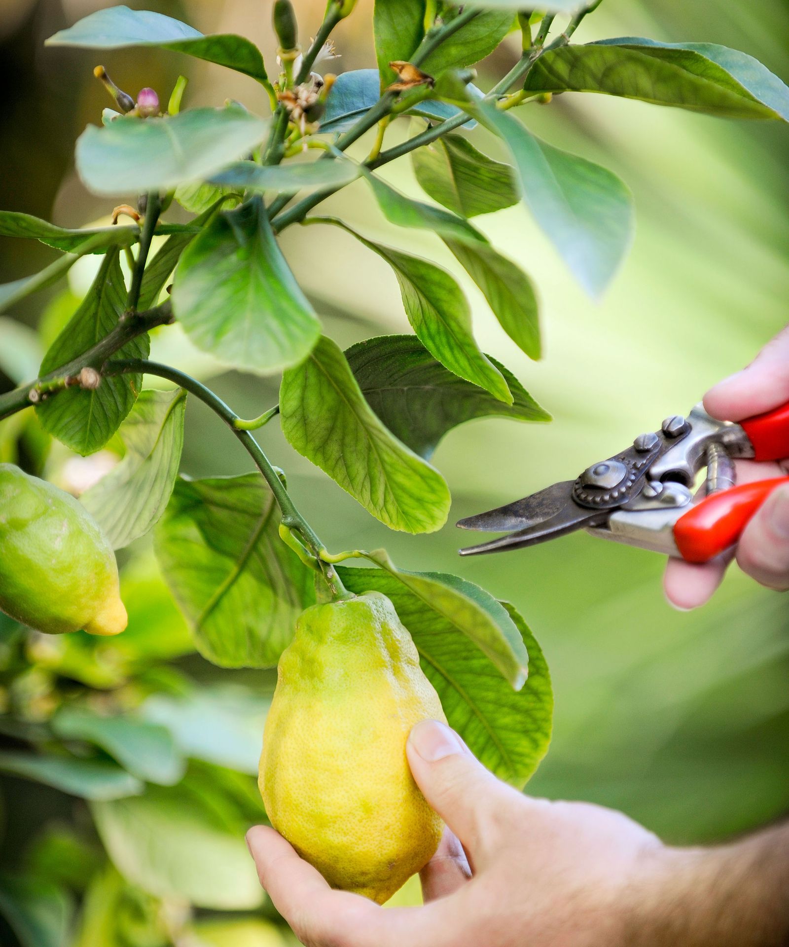 How to prune a lemon tree: tips on shaping your tree | Gardeningetc