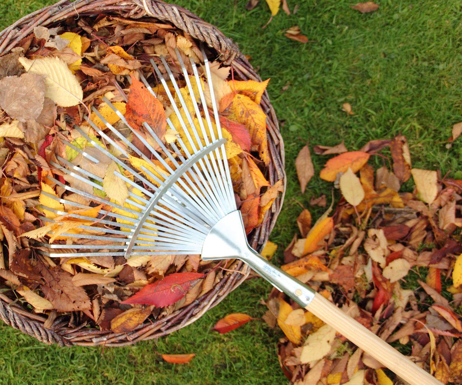 Is it good luck to catch leaves? Spiritualists have their say | Homes ...