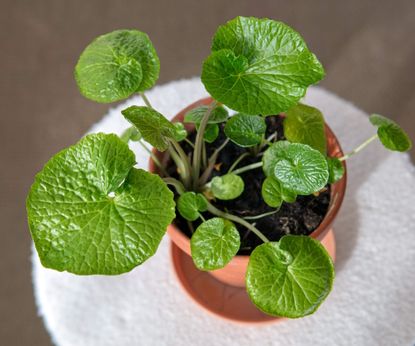 How to grow wasabi – expert tips for success | Homes and Gardens