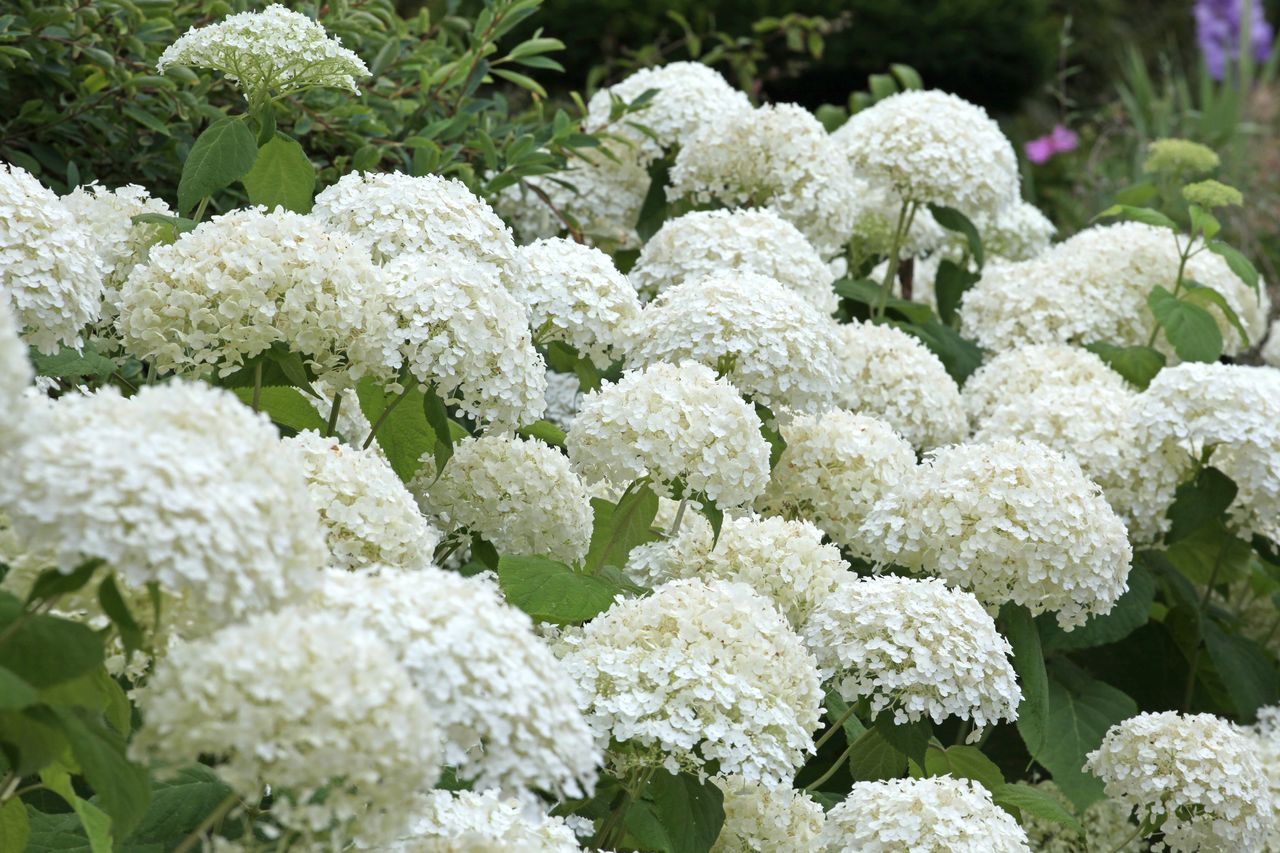 5 Things People Who Have Perfect Hydrangeas Want You to Know | Livingetc