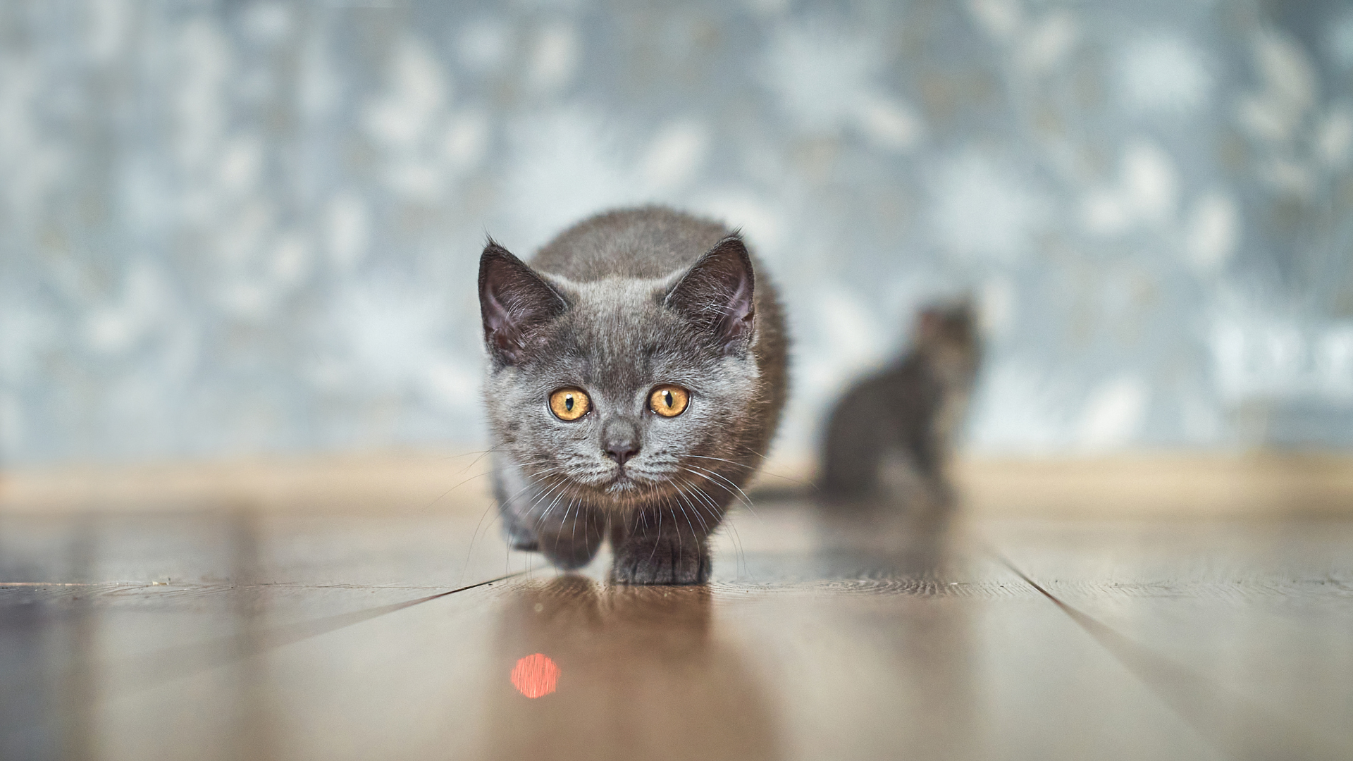 Why do cats chase lasers? An expert reveals the reason | PetsRadar