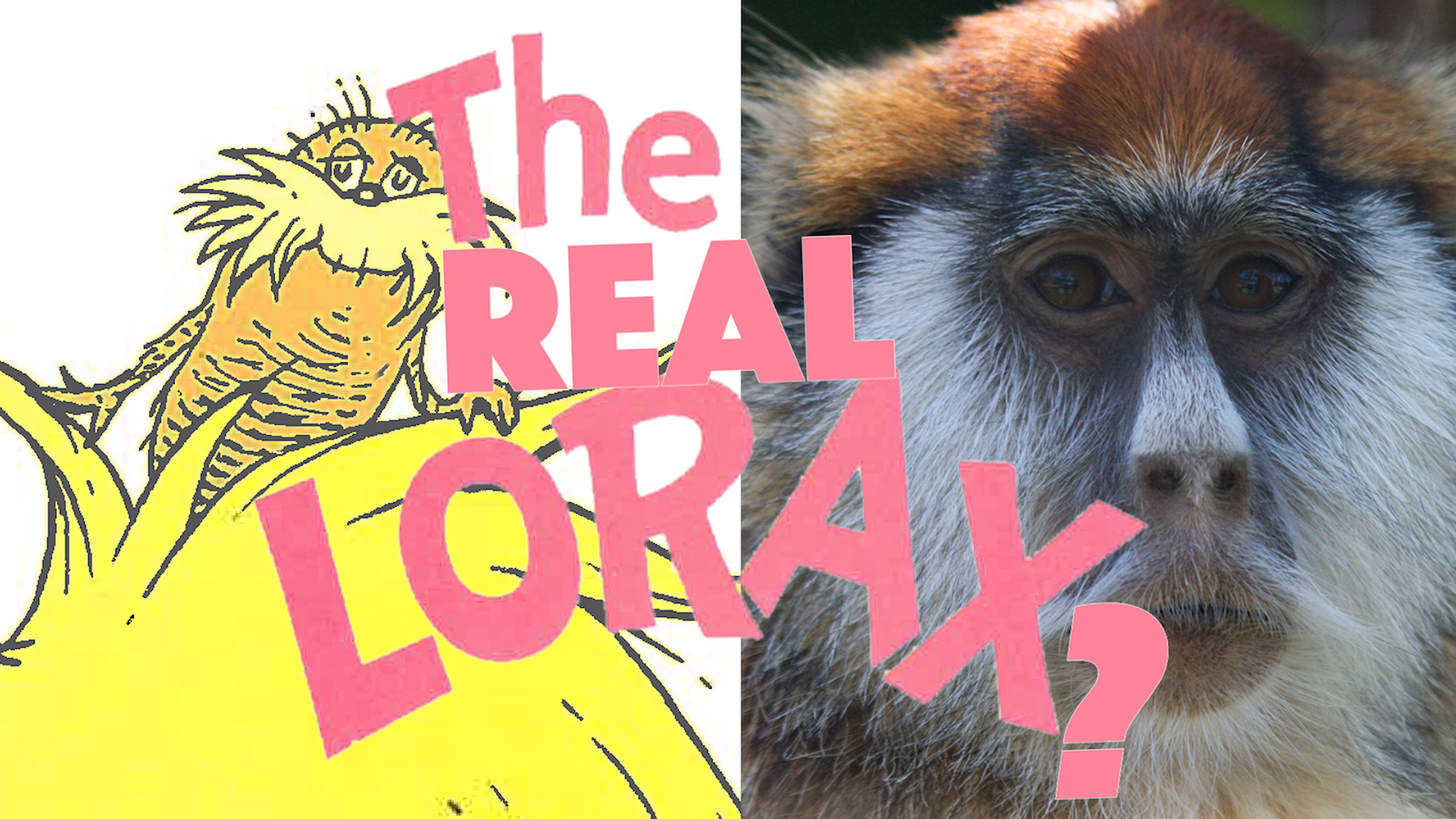 This Mustached Monkey Likely Inspired Dr. Seuss' Lorax | Live Science