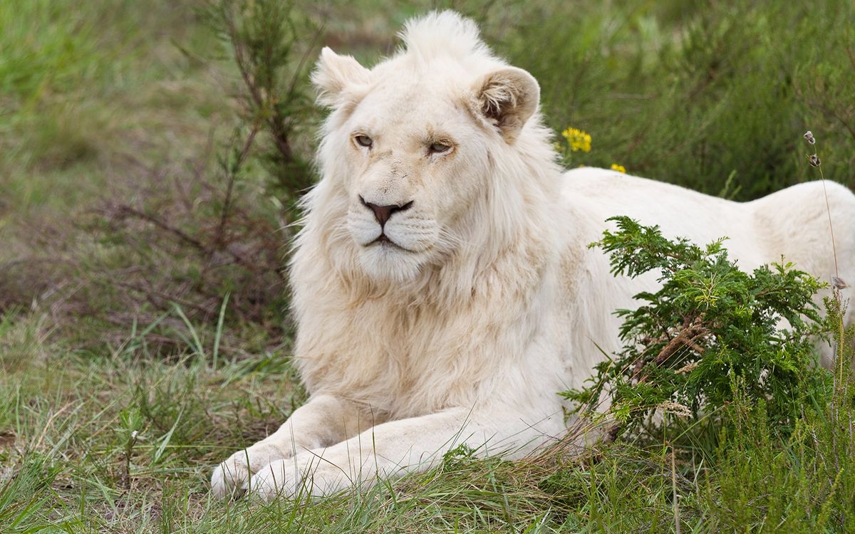 All Creatures Weird and Wacky: Meet 2018's Oddball Animals | Live Science