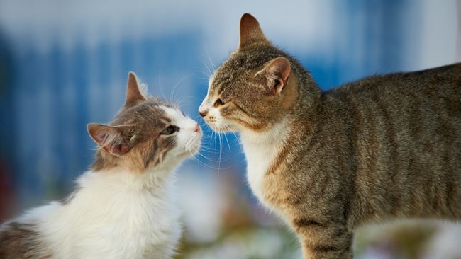 How do cats play with each other? How to tell the difference between ...