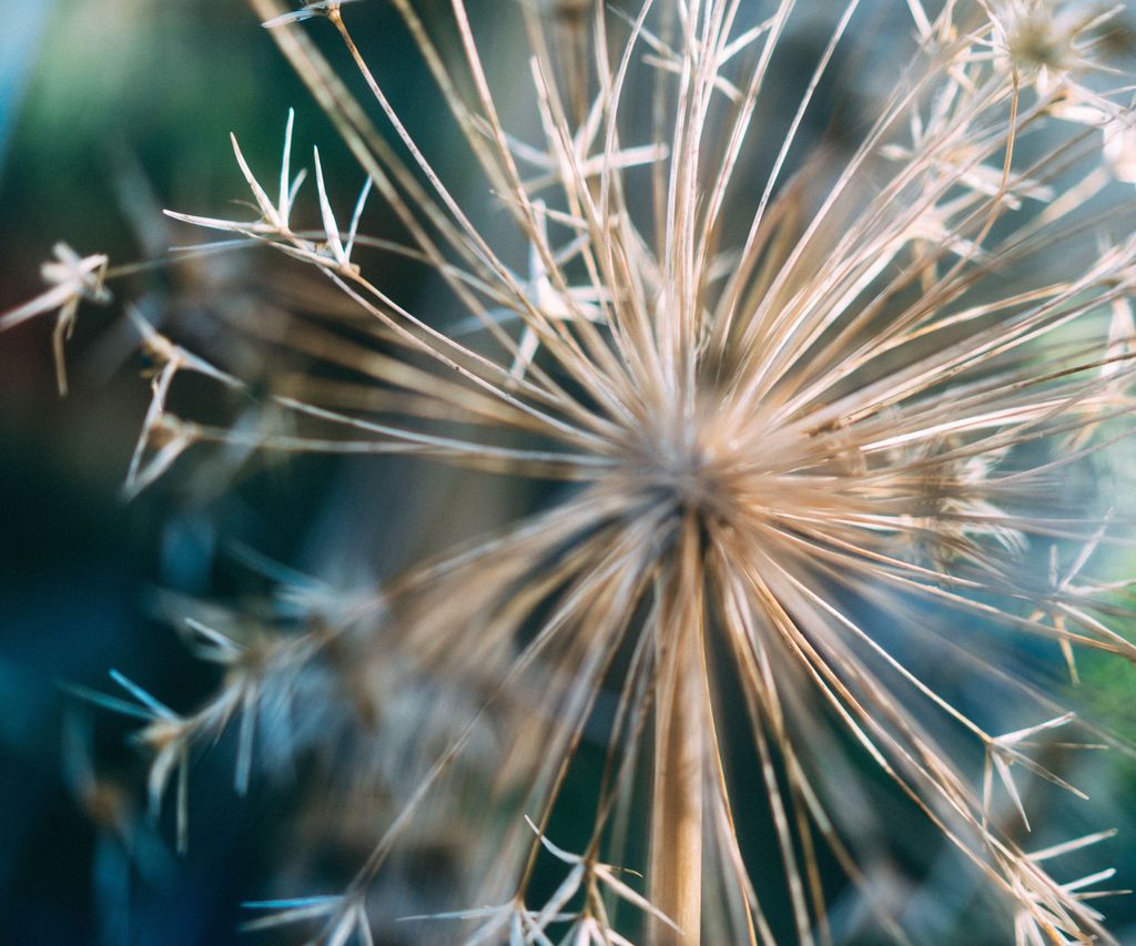 7 best plants for seedheads | Homes and Gardens