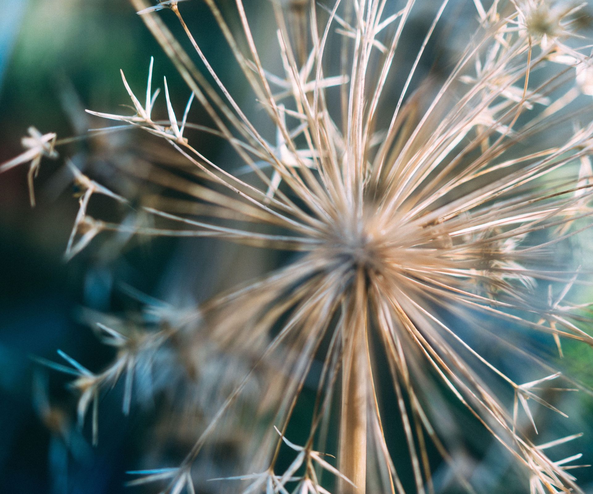 7 best plants for seedheads | Homes and Gardens