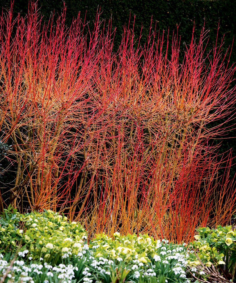 Planning a winter garden: expert planting and design tips | Homes and ...