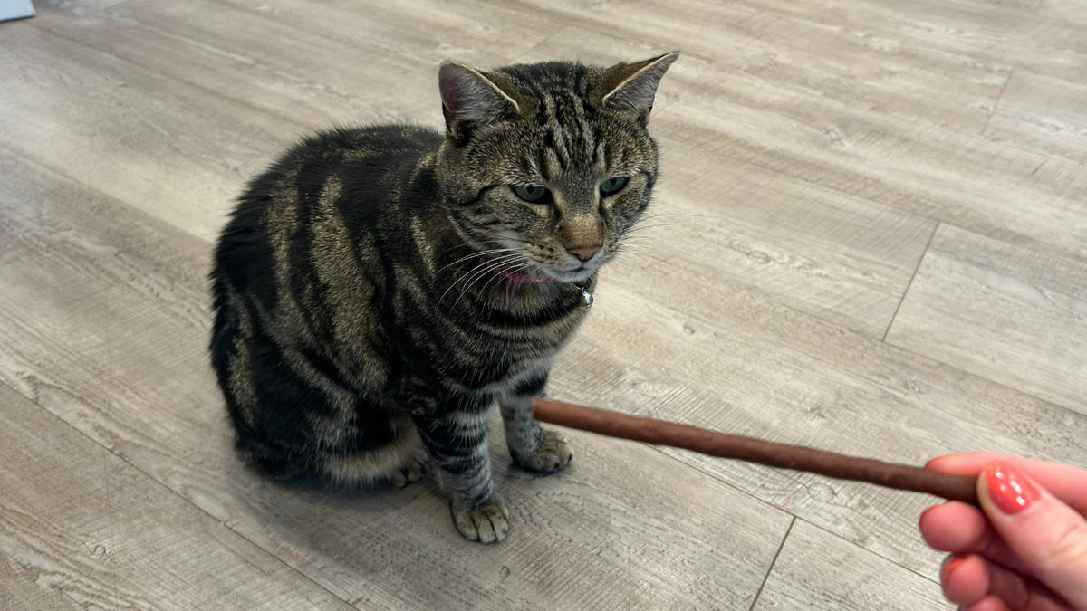 The 7 best cat treats, tested and approved by our own felines | PetsRadar