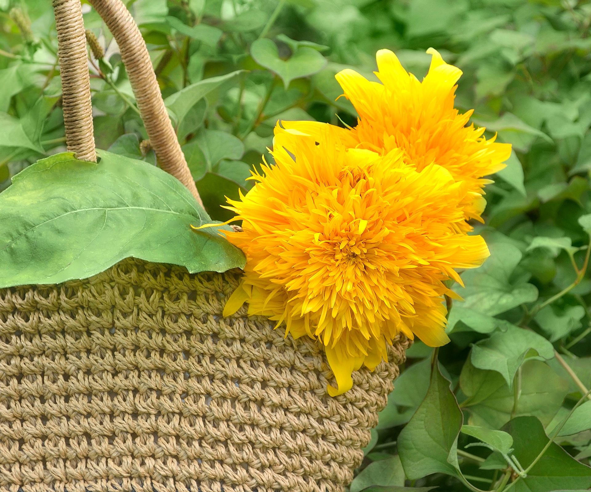 Grow A Cut Flower Container Garden For Pretty Blooming Pots | Gardening ...