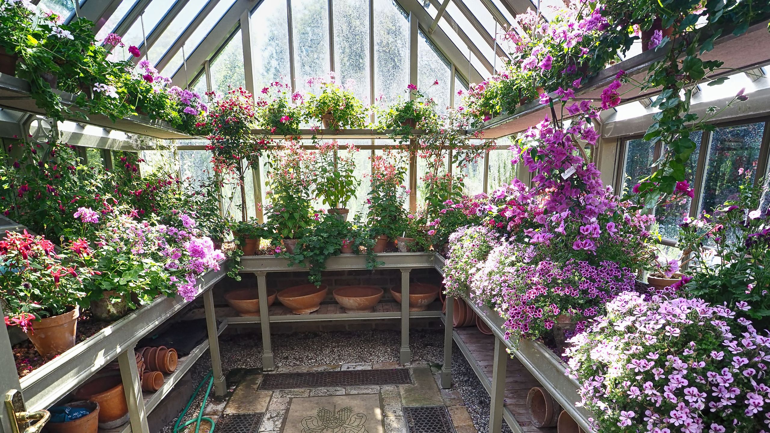 How to grow geraniums from seed - an expert guide | Ideal Home