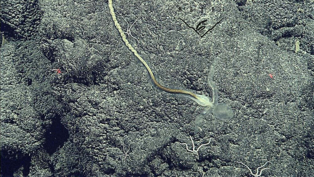 Deep-Sea Creepy-Crawlies: Images of Acorn Worms | Live Science