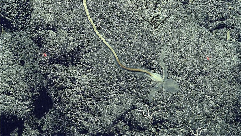 Deep-Sea Creepy-Crawlies: Images of Acorn Worms | Live Science