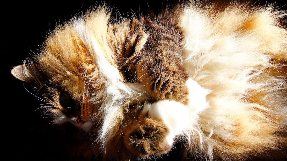 32 facts about ragamuffin cats | PetsRadar