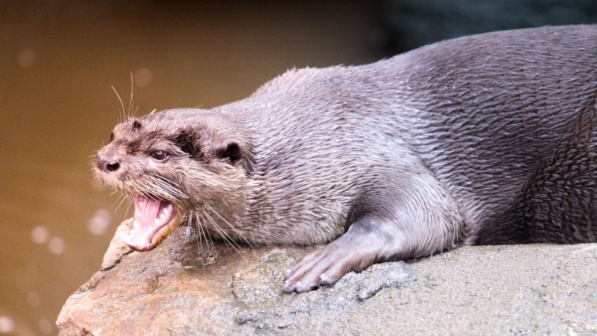 Culled ‘zombie minks’ rise from graves in Denmark | The Week