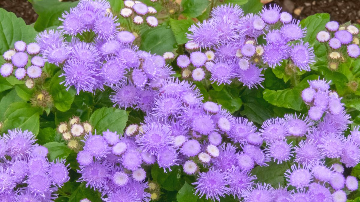 How to grow flossflower: the flower that mosquitoes hate | Homes and ...
