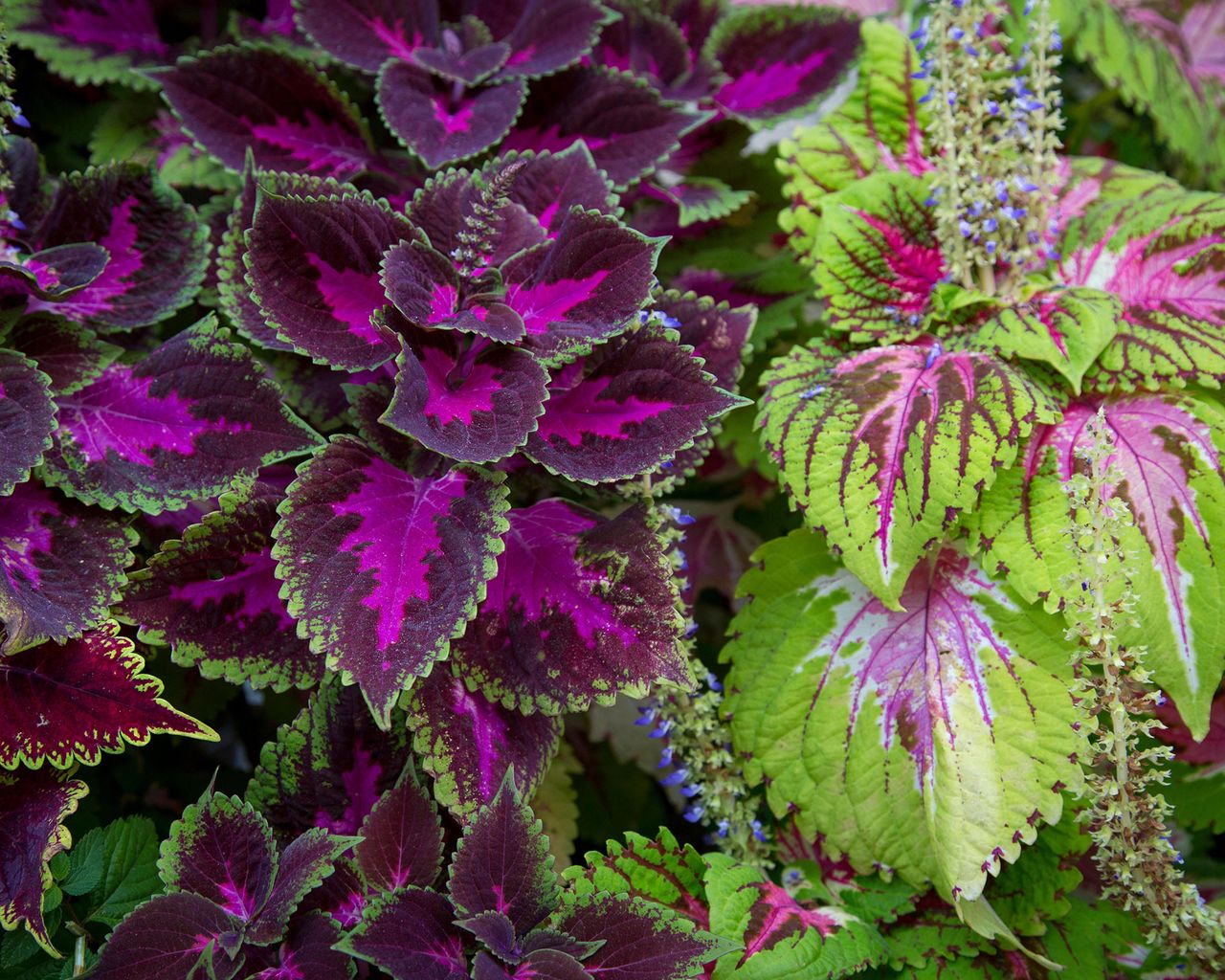 What to plant in May: 10 ways to brighten borders and pots | Gardeningetc