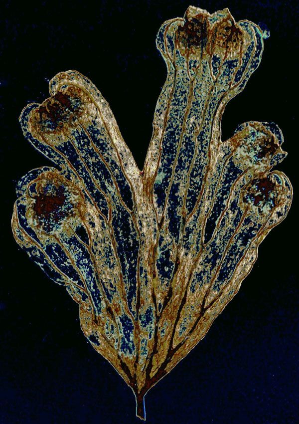 Nature Under Glass: Gallery of Victorian Microscope Slides: Page 2 ...