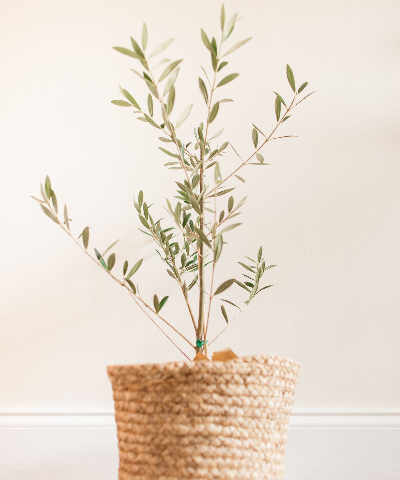 Can you grow an olive tree indoors? Experts share top tips | Homes and ...