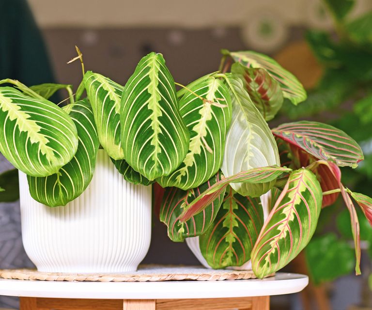 7 High-Humidity Houseplants – Plus, How To Keep Them Happy | Gardening ...